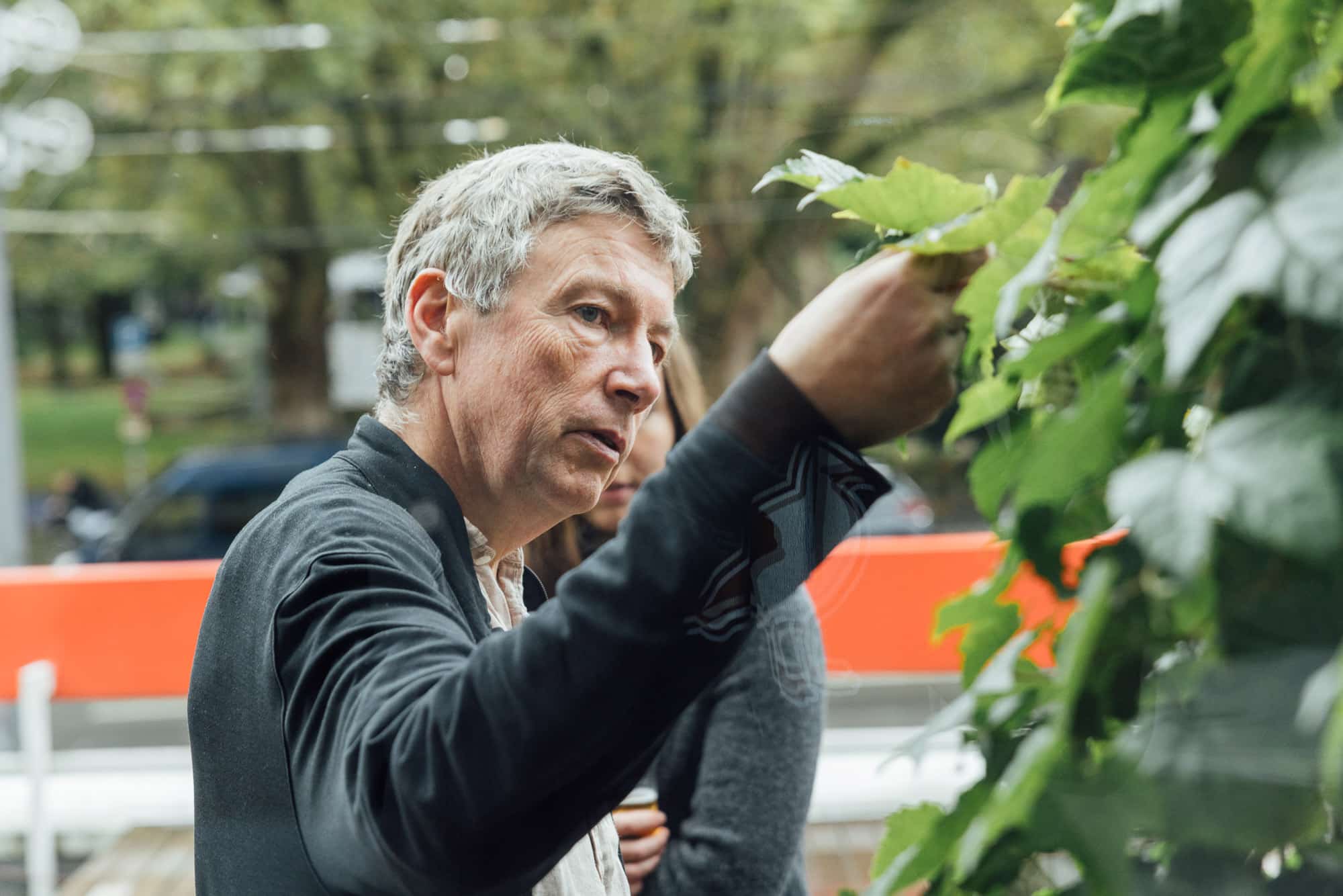 Unser Hopfen ist Teil eines Forschungsprojekts der Uni Köln - Gaffel